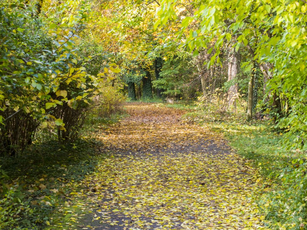 Bazoș Arboretum - INCDS